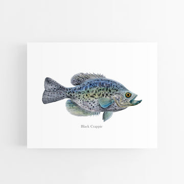 Black Crappie Watercolor Print | Fishing Mount Decor – Tiny Toes Design