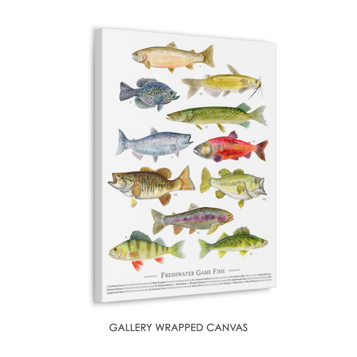 Freshwater Fish Species Poster | Fish Watercolor Print | Fish Wall Art ...