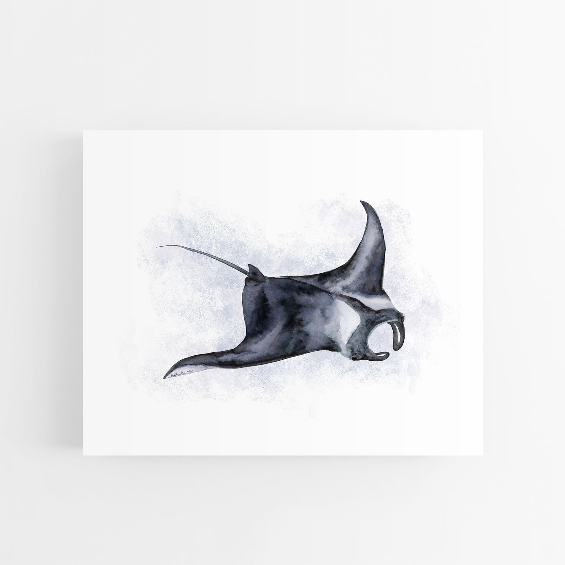 how to draw a manta ray