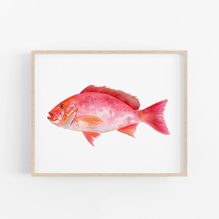 Red Snapper Watercolor Print | Tropical Fish Art – Tiny Toes Design