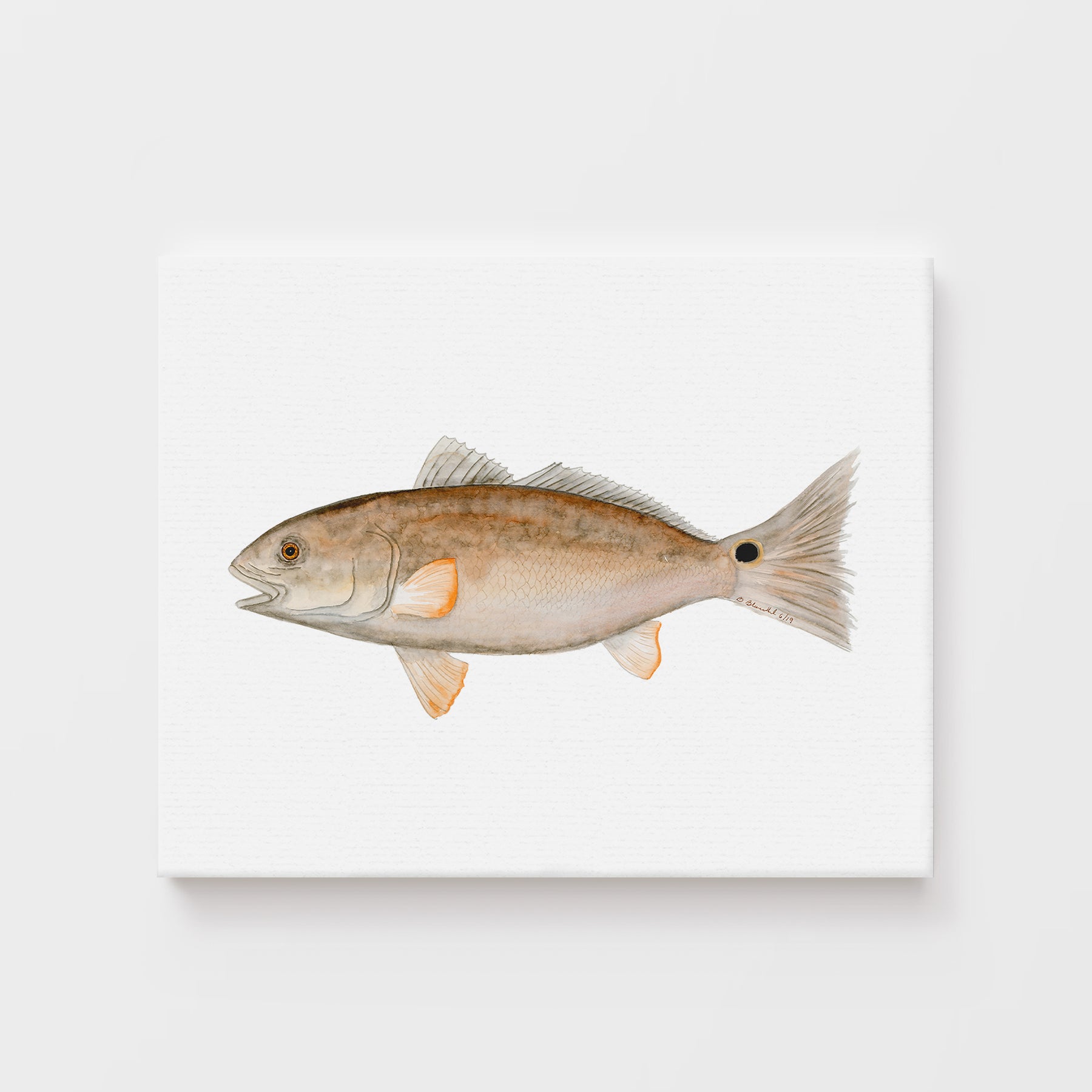 Redfish Watercolor | Deep Sea Fishing Art Print – Tiny Toes Design