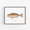 Redfish Watercolor | Deep Sea Fishing Art Print – Tiny Toes Design