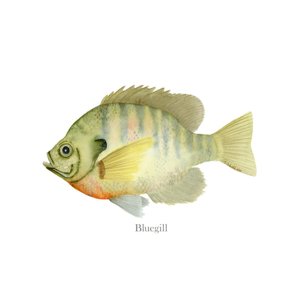 Bluegill Watercolor Print | Bluegill Fish Mount | Fish Art - Tiny Toes ...