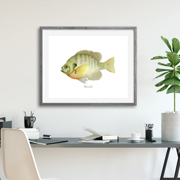Bluegill Fish Watercolor Print | Brett Blumenthal | Tiny Toes Design