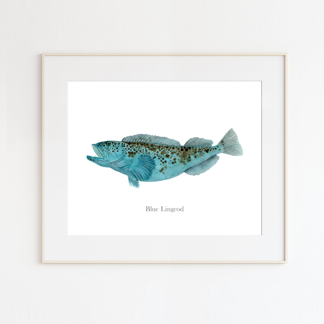 Blue Lingcod Watercolor Fish Mount | Brett Blumenthal | Tiny Toes Design