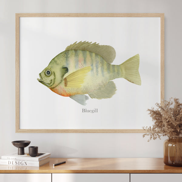 Bluegill Fish Watercolor Print | Brett Blumenthal | Tiny Toes Design
