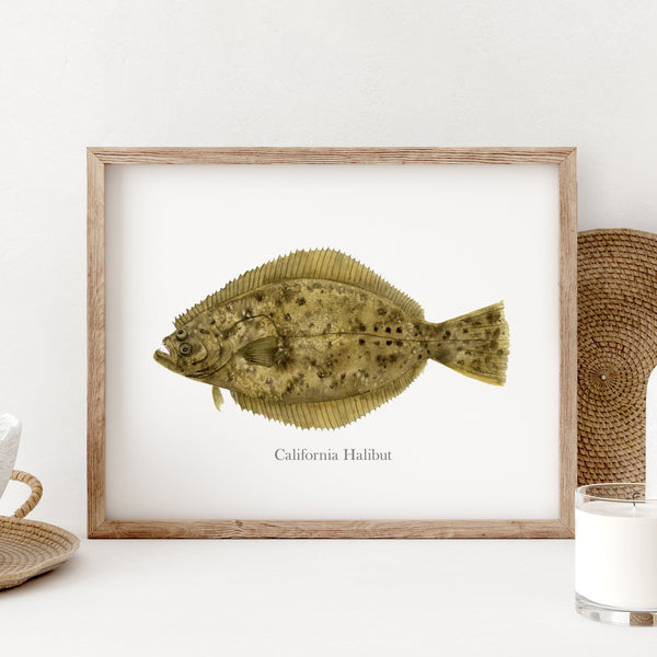 California Halibut Watercolor Fish Mount | Brett Blumenthal | Tiny Toes ...