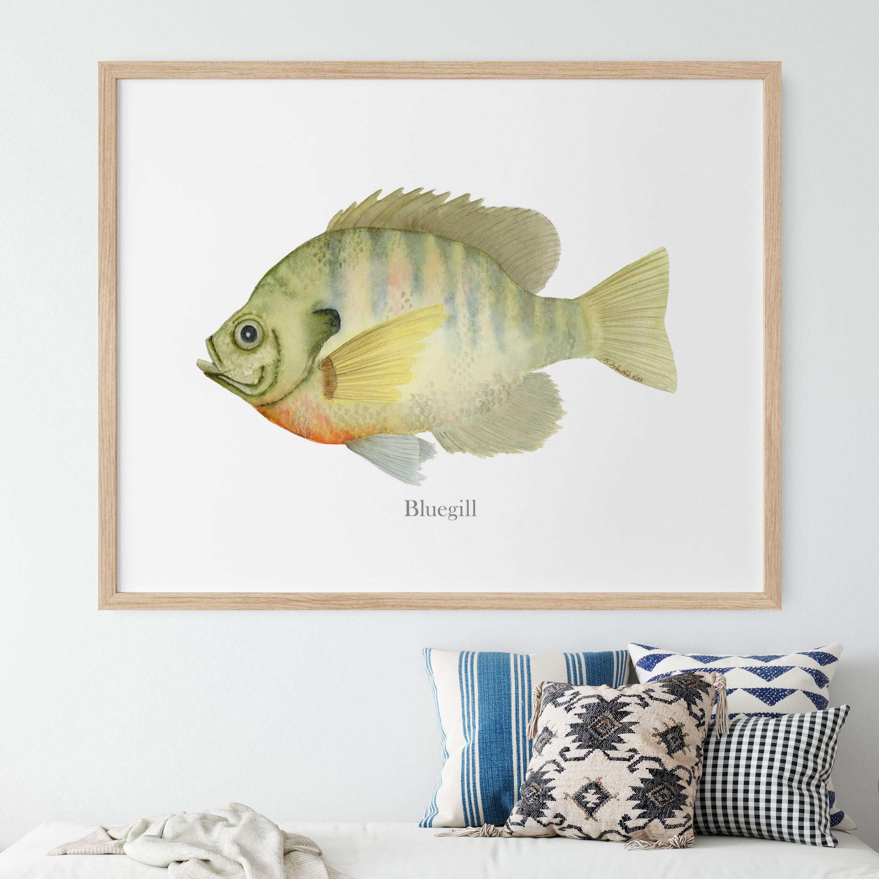 Bluegill Watercolor Print | Fish Art Mount – Tiny Toes Design
