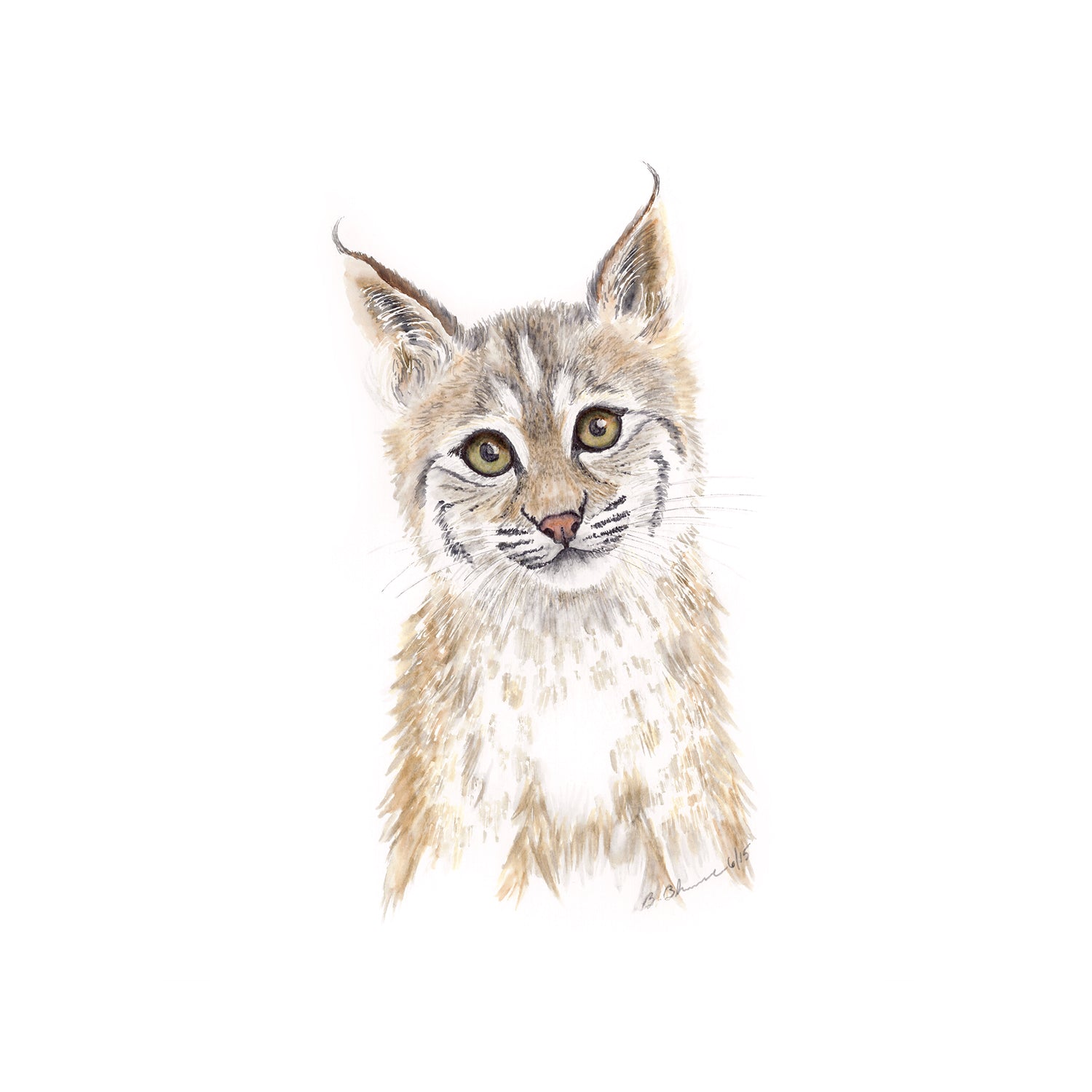 Bobcats Animals Drawings