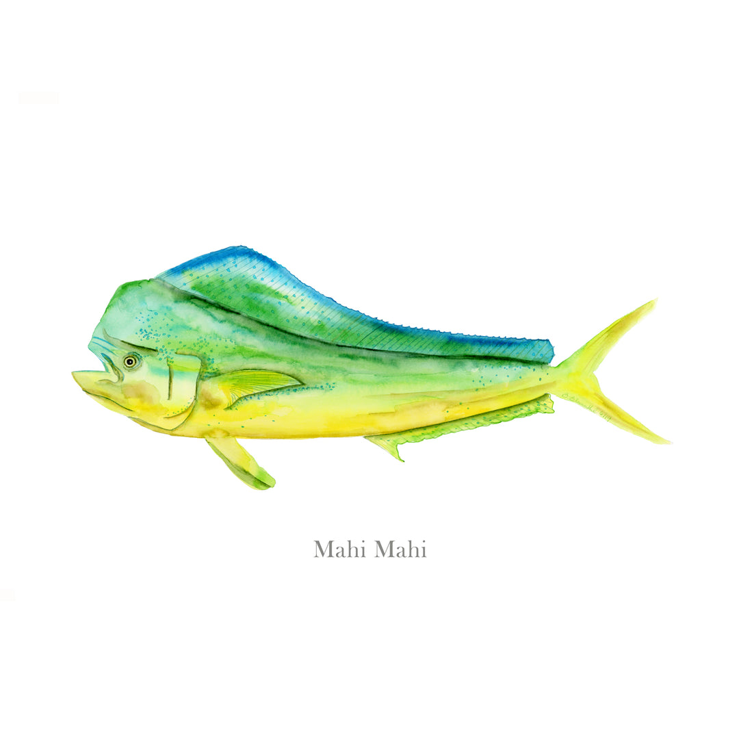 Mahi Mahi Watercolor Print | Dorado Fish Art Print – Brett Blumenthal ...