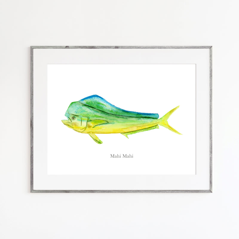Mahi Mahi Watercolor - Fish Art Mount | Brett Blumenthal | Tiny Toes Design