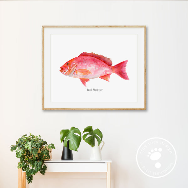 Red Snapper Watercolor - Fish Art Mount | Brett Blumenthal | Tiny Toes ...