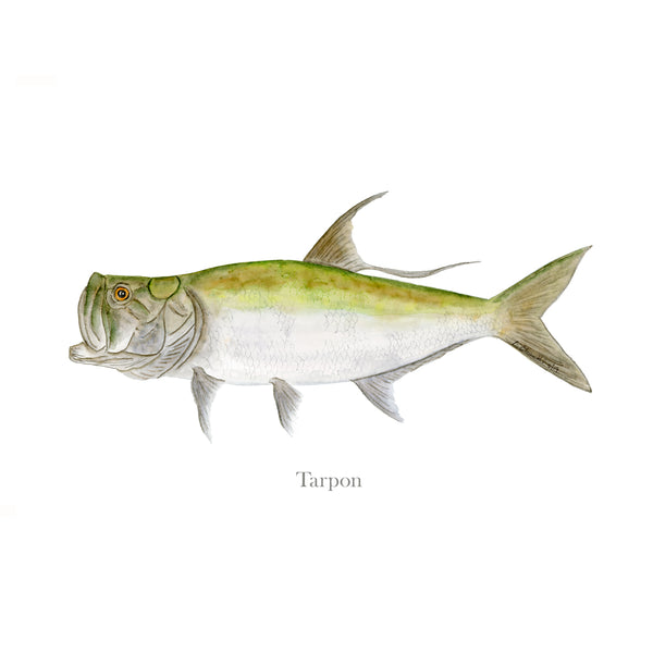 Tarpon Watercolor Print | Deep Sea Fishing Print | Tiny Toes Design