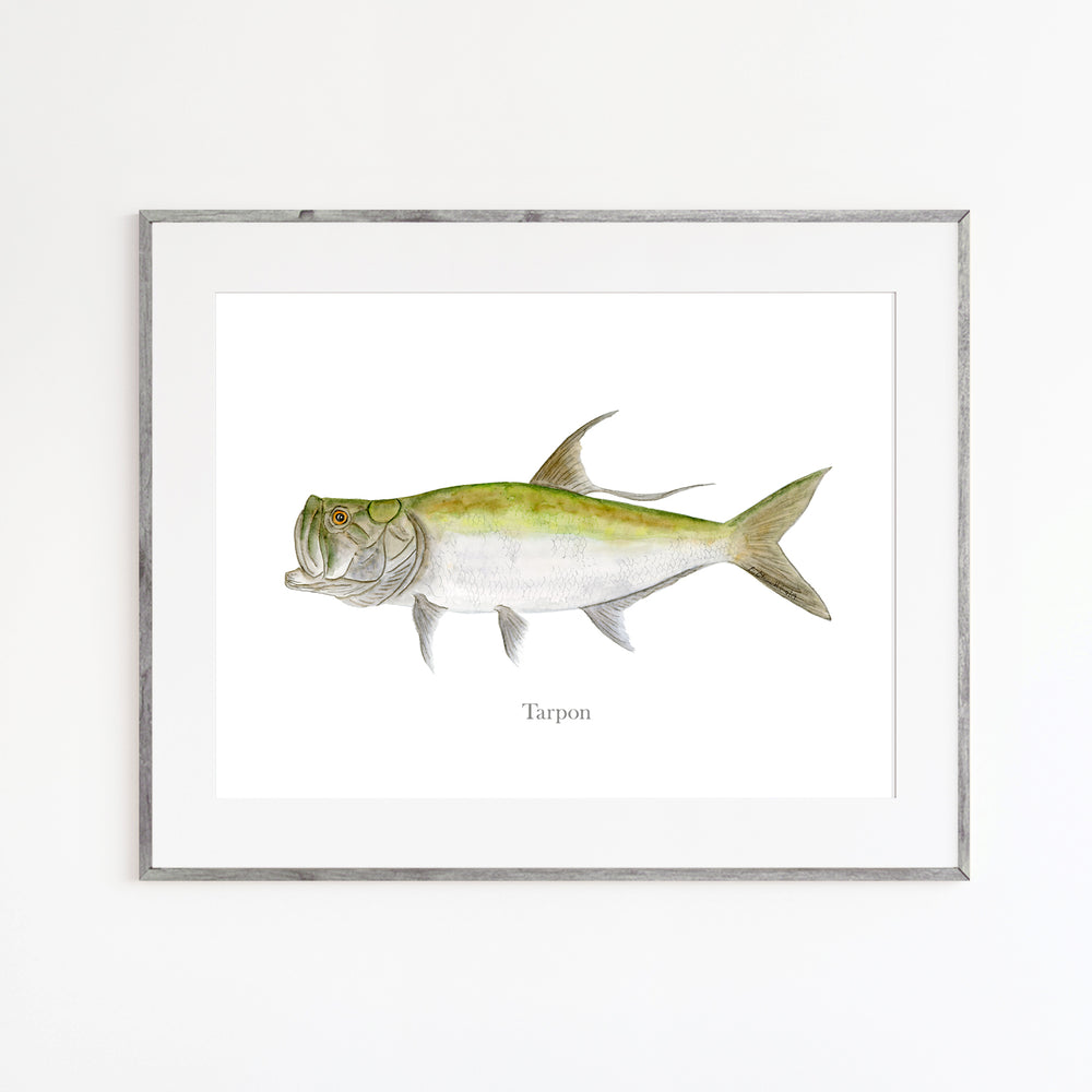 Tarpon Watercolor - Fish Art Print | Brett Blumenthal | Tiny Toes Design