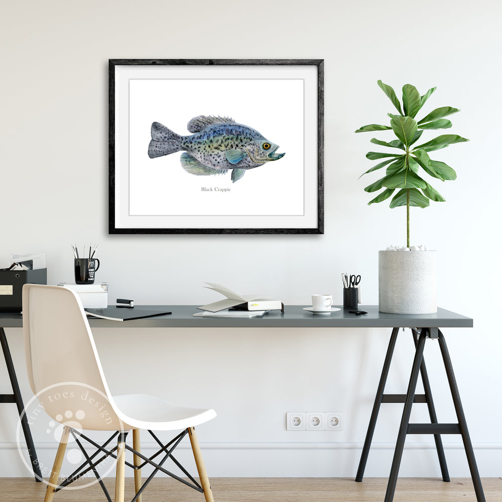 Crappie Watercolor Fish Print | Brett Blumenthal | Tiny Toes Design