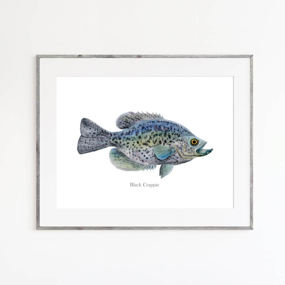 Crappie Watercolor Fish Print | Brett Blumenthal | Tiny Toes Design