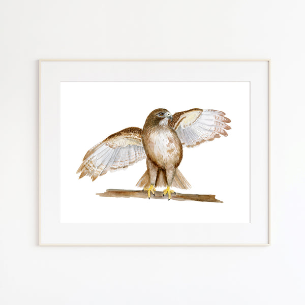 Red-Tailed Hawk Illustration | Bird of Prey Wall Art - Tiny Toes Design