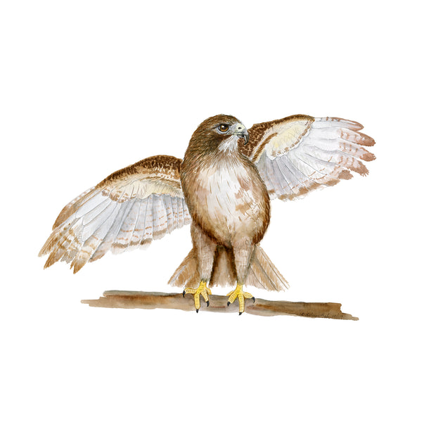 Red-Tailed Hawk Illustration | Bird of Prey Wall Art - Tiny Toes Design