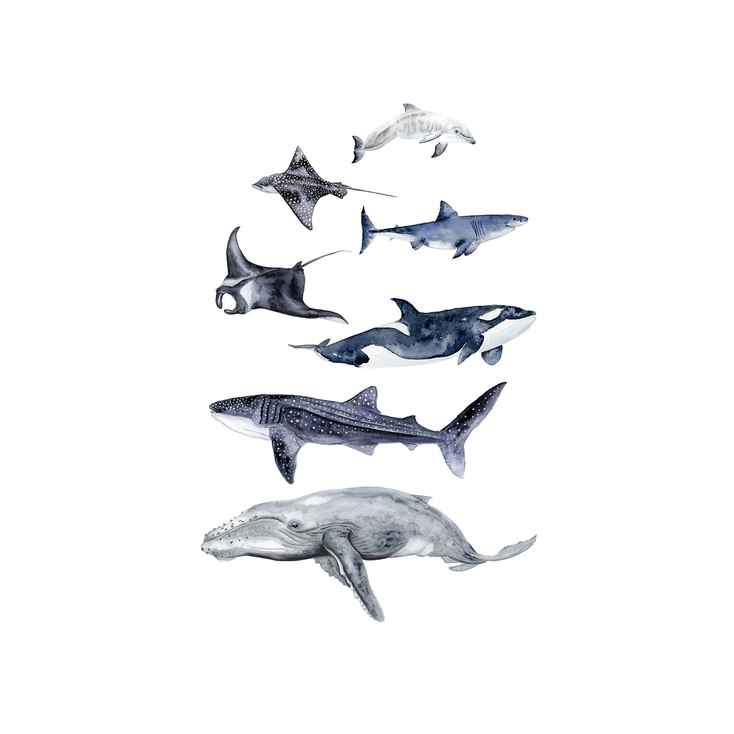 Watercolor Paintings Of Sea Animals