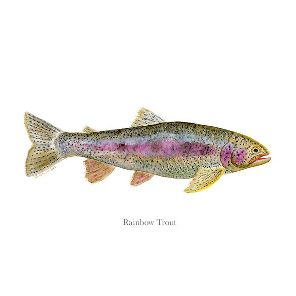 Rainbow Trout | Freshwater Fish Wall Art Print | Tiny Toes Design